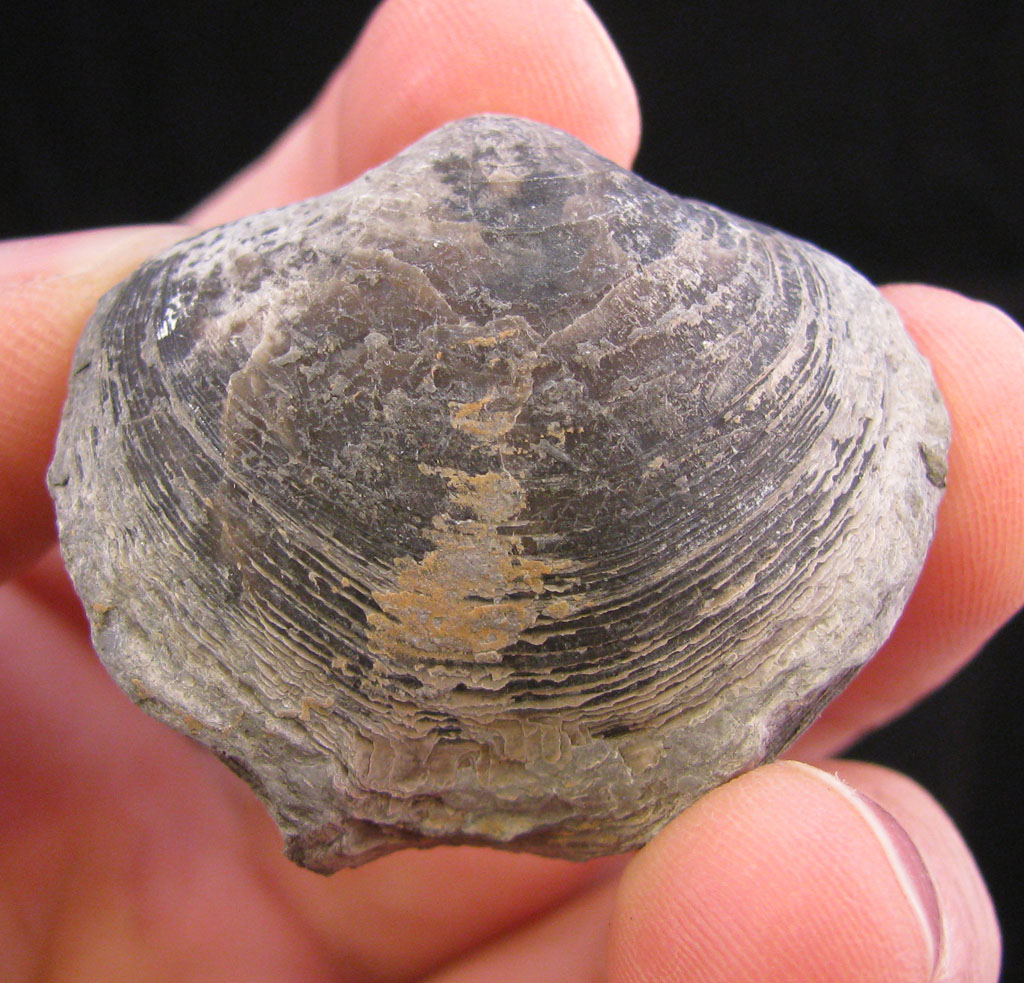 Views of the Mahantango: Athyris spiriferoides brachiopod from the ...