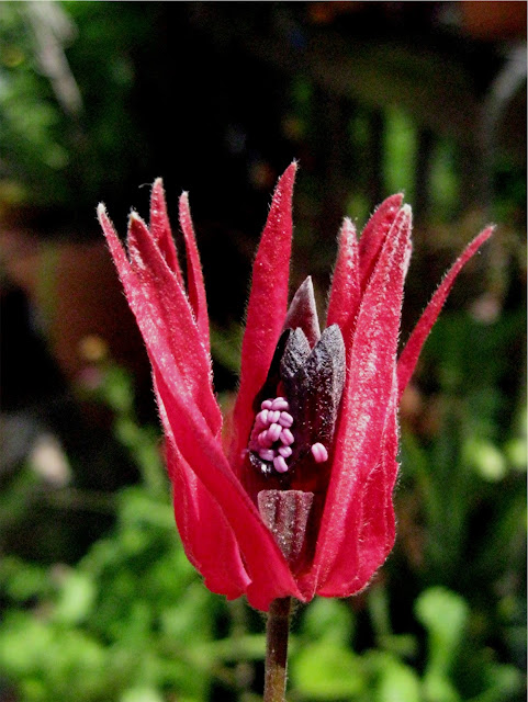 1003 Gardens: Pavonia multiflora?, P. x Gledhillii?, Triplochlamys ...