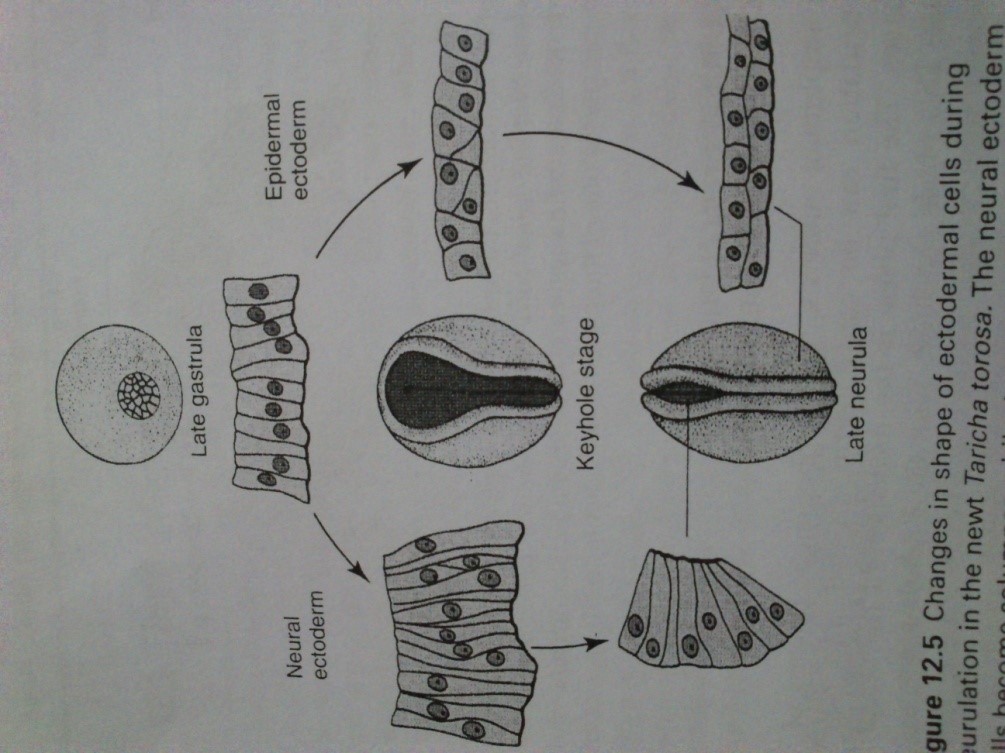 BELAJAR...: Bab 12 Neurulasi dan Sumbu Induksi