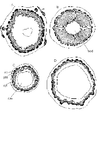 Lupins: ANATOMIC STRUCTURE
