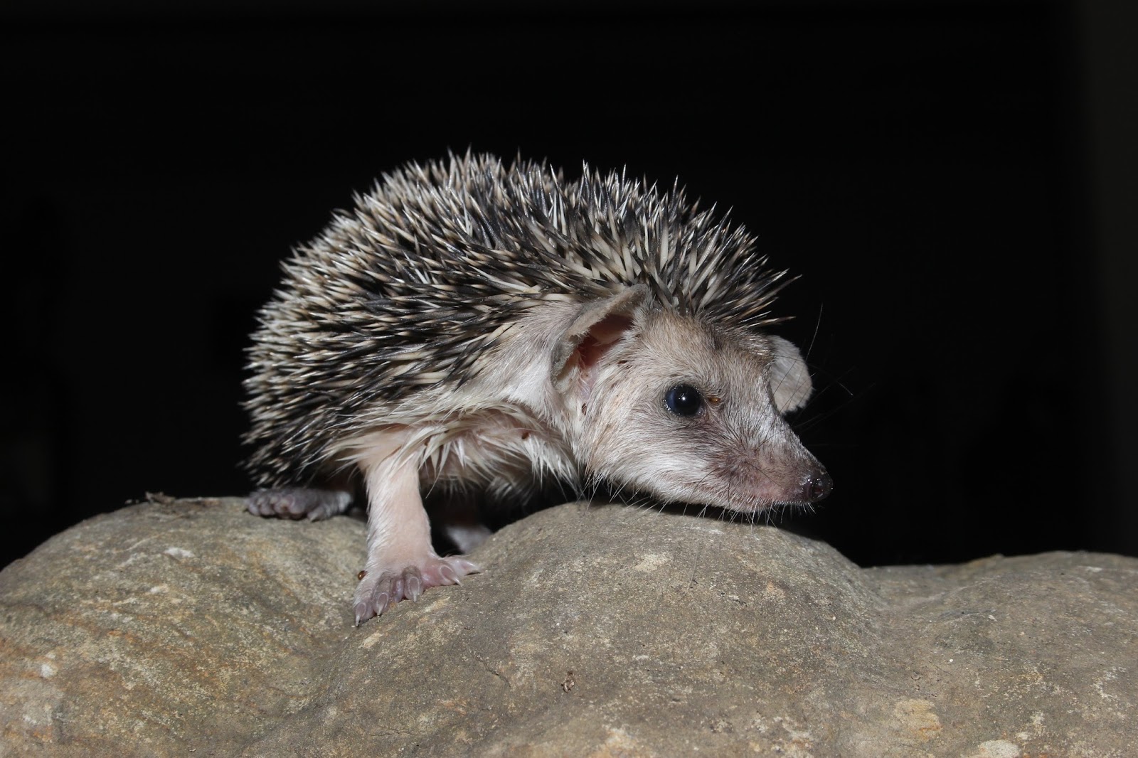 Biodiversity of Cyprus by NGO Protection of the Natural Heritage and ...