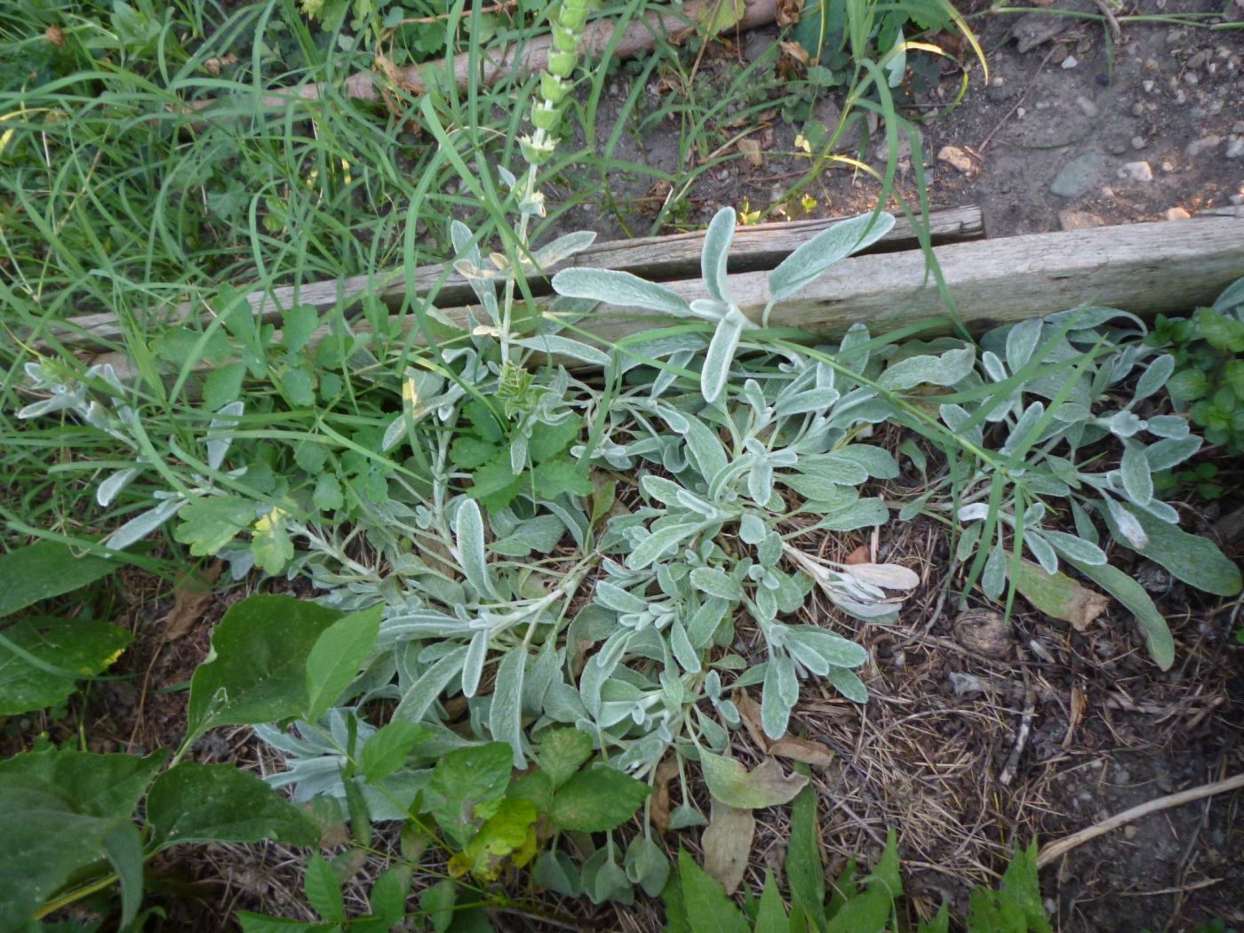 Seminte si plante de gradina hobby: Sideritis Syriaca-Mountain tea