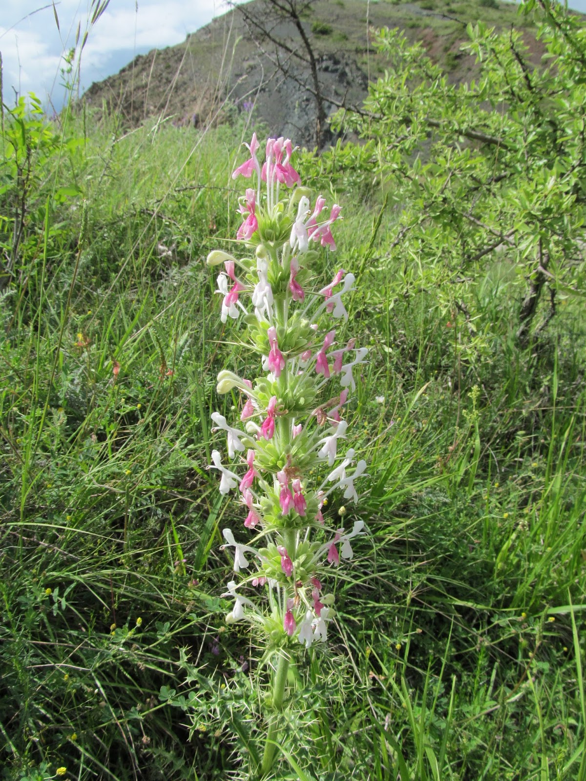 Das plantas e das pessoas: Morina persica L. (Morinaceae)