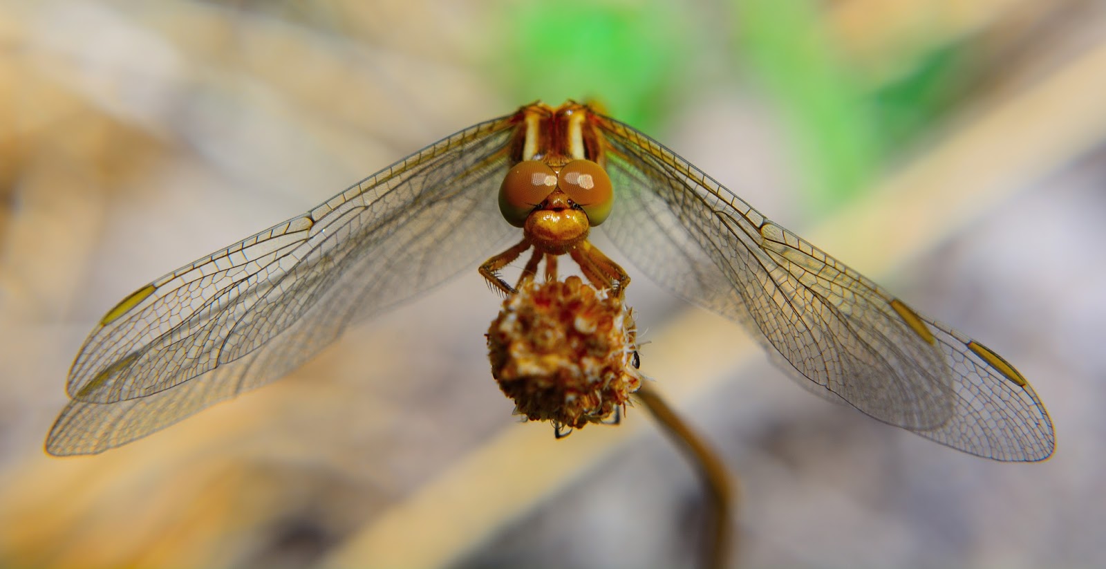 vjfotografía: Insectos en humedales