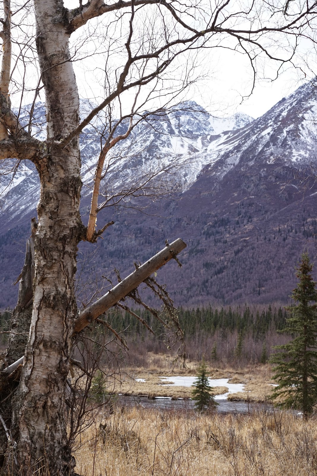 Lost But Loving It...In Alaska!: Trees of Alaska