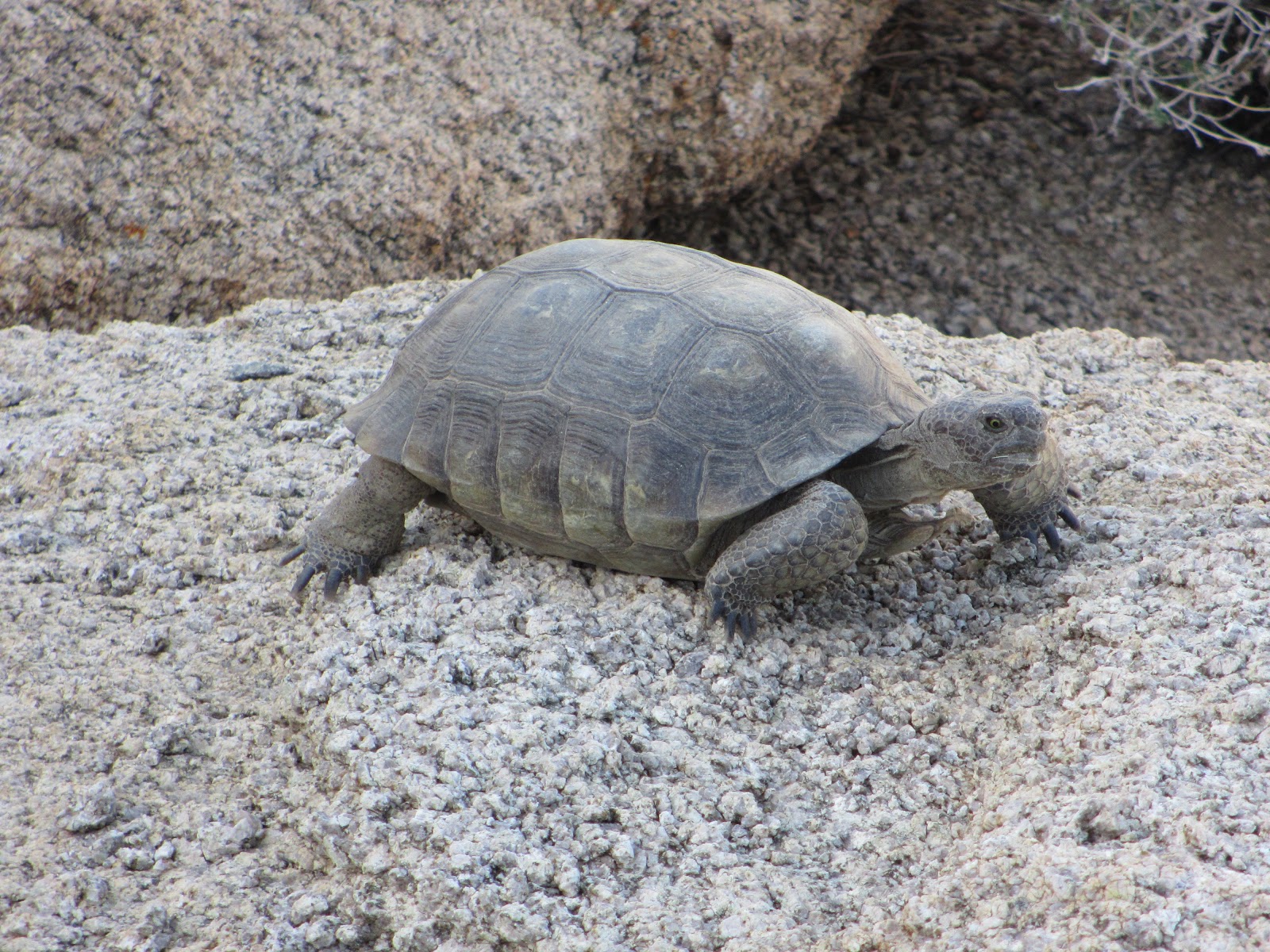 Cannundrums: Desert Tortoise II