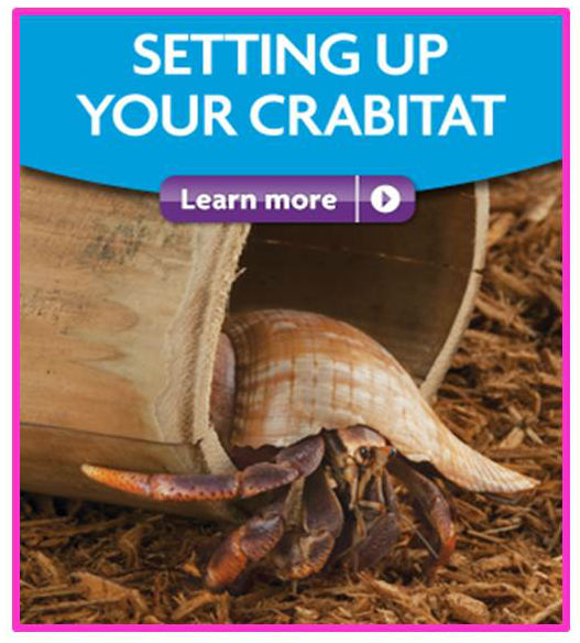 The Tired Girl's Guide to the Good Life: Hermit-mode - it's a thing