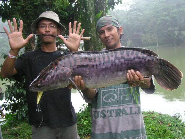 Cara Memancing Ikan Haruan Paling Mudah Dan Efektif ~ Resep Umpan Ikan ...