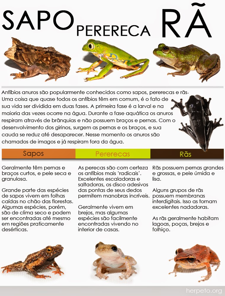 Bio Lounge: [VERTEBRADOS] Anfíbios - Ordens