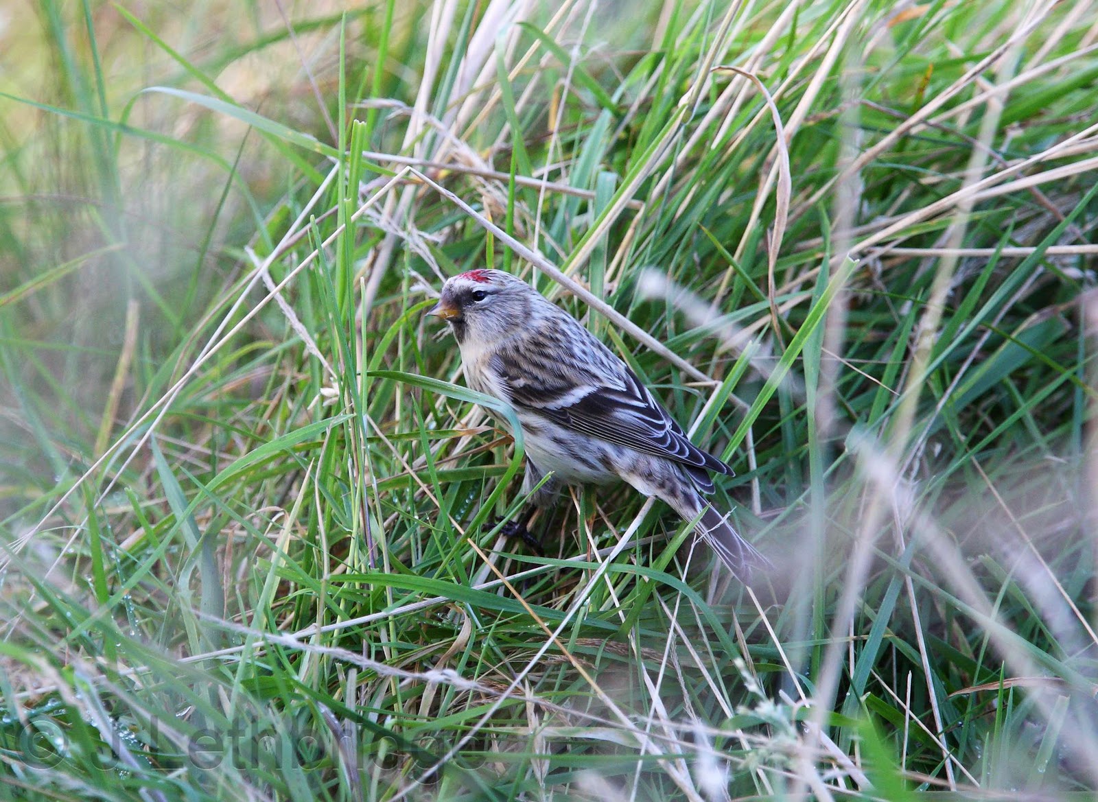 Wanstead Birder: More of the Arctic-type Redpoll