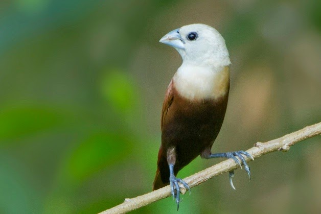 Burung Bondol Haji - EDUBIO