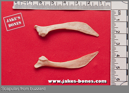 Buzzard skeletons (and bird skeletons in general) : Jake's Bones