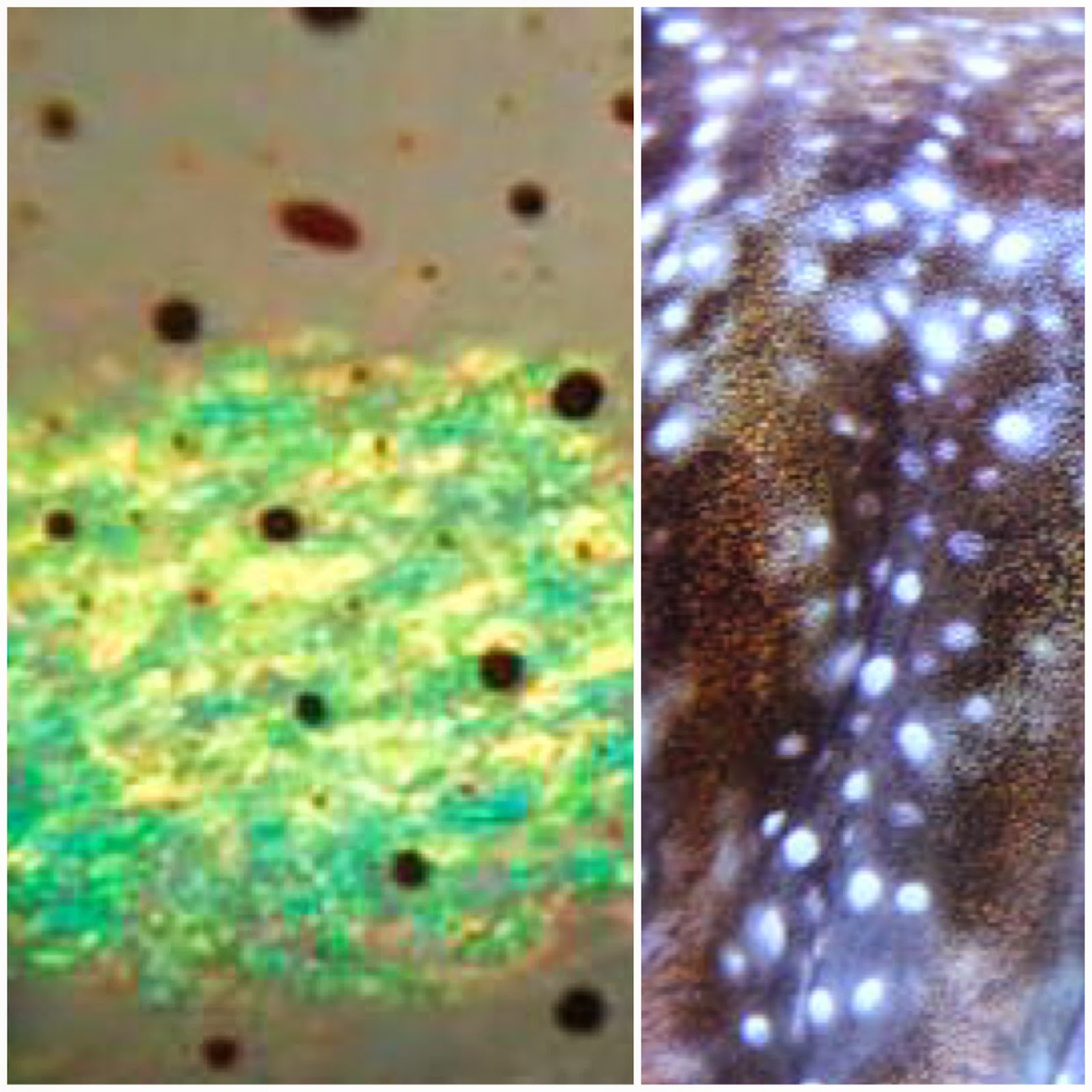 Cal Poly BIO 502: Cuddle up next to a Cuttlefish....or is that a rock?