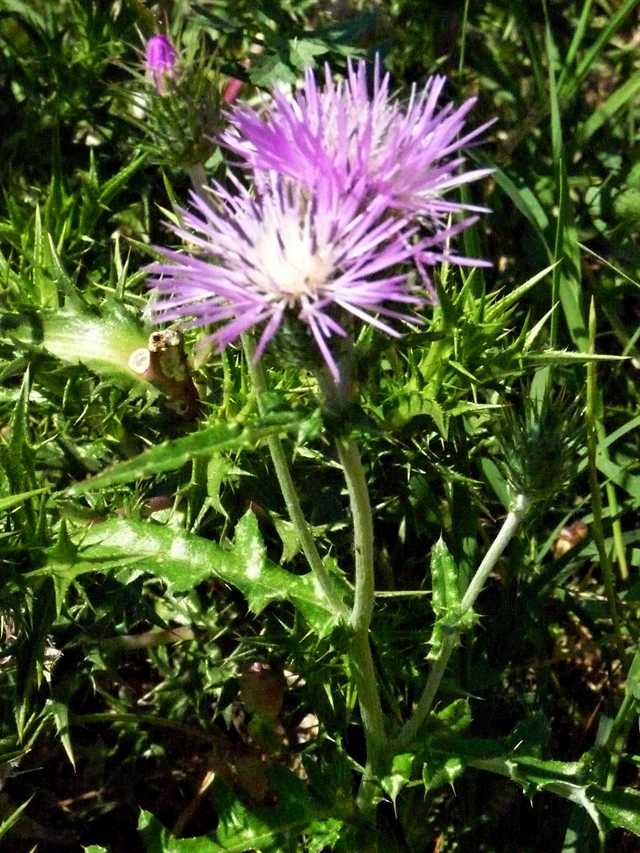 r o b i n 's y a r d: Galactites tomentosa