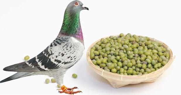 Menjaga Sistem Reproduksi Merpati, Dengan Kacang Hijau - taugitu.com