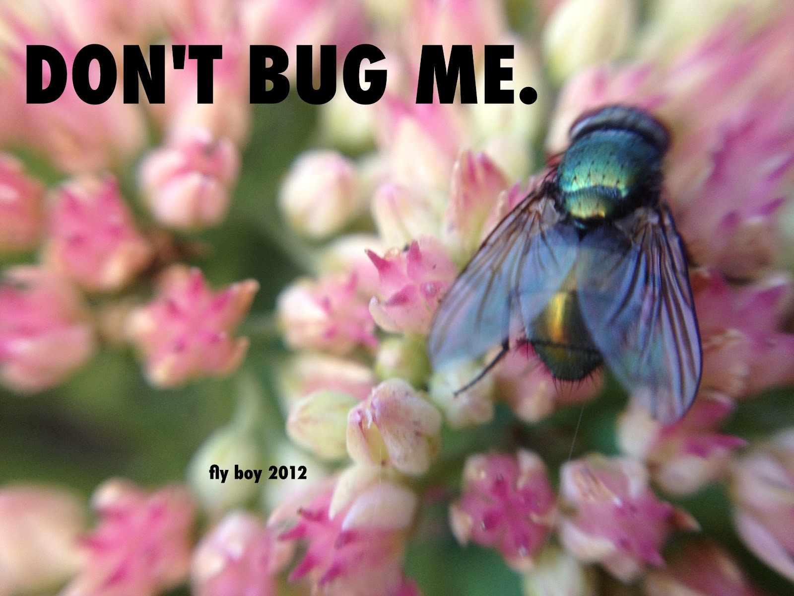 DOG PARTY!: Fly Boy Don't Bug Me