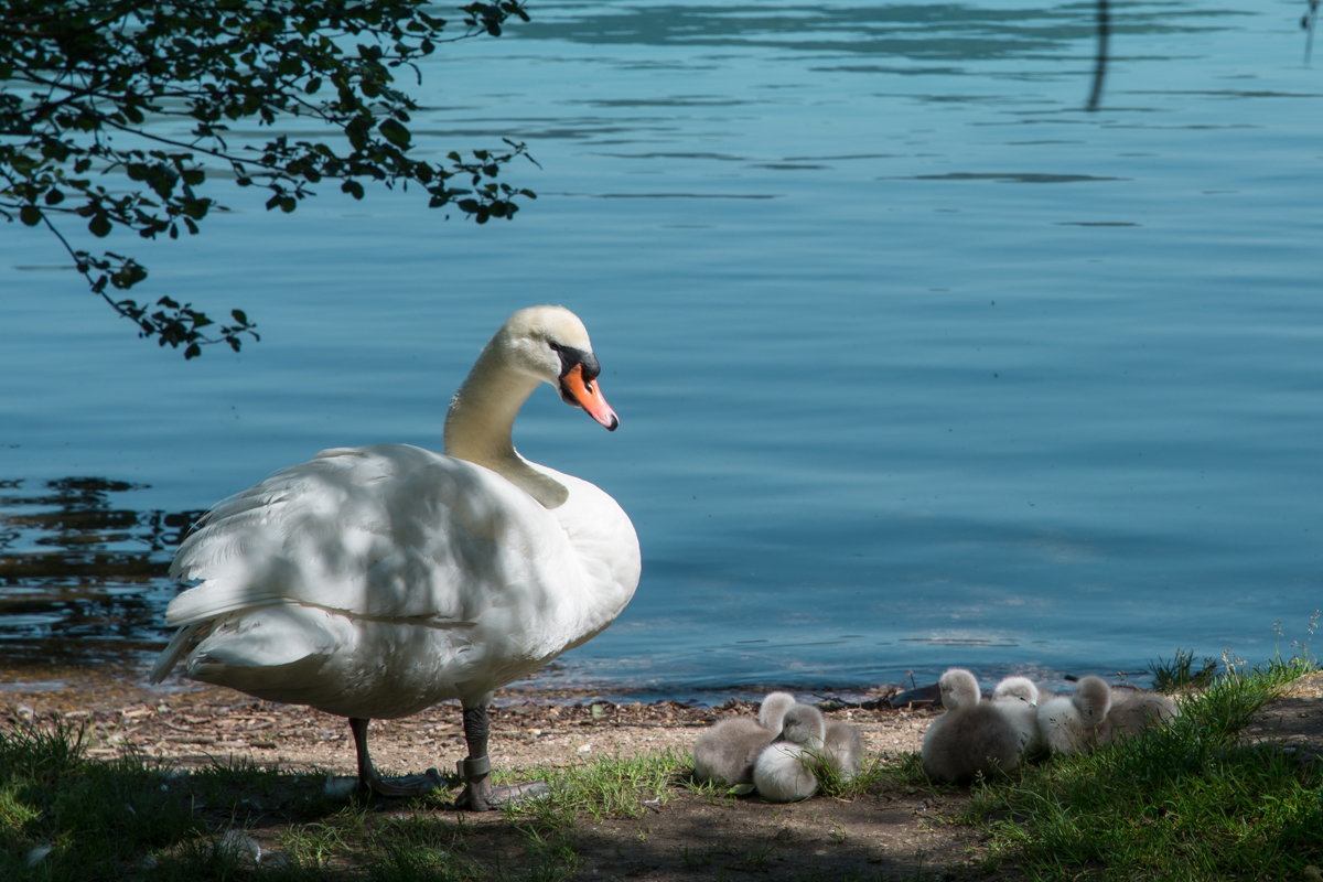 Labodja družina na Blejskem jezeru