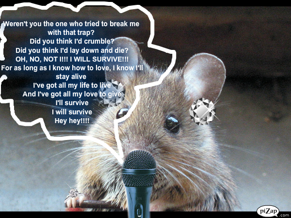 Finding the Funny #12: I may be on "I Survived"