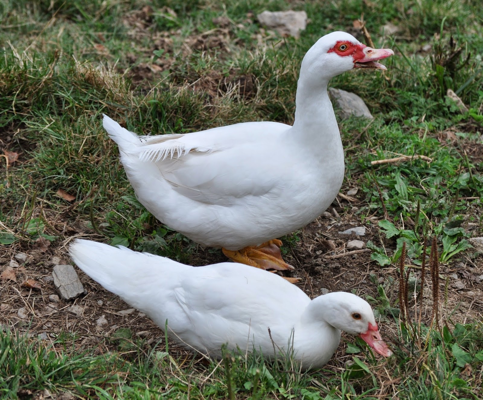 ZOOTOGRAFIANDO (6.100 ANIMALS): PATO DOMÉSTICO (Anas platyrhynchos f ...