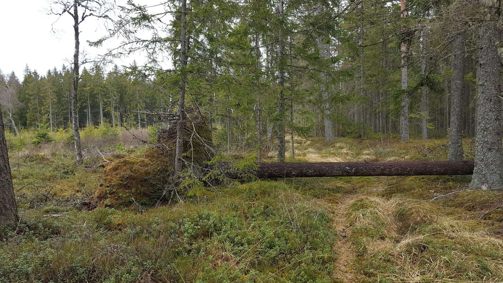 Cesar and The Woods: Cesar's Guide to The Ed Loop