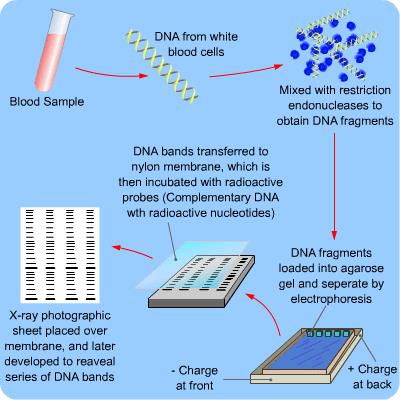 Dna Profiling Diagram