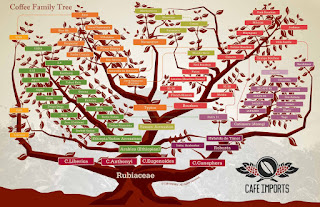 Coffee Blogers: The Anatomy Of A Coffee Tree