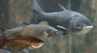 Bighead Carp - Fishes