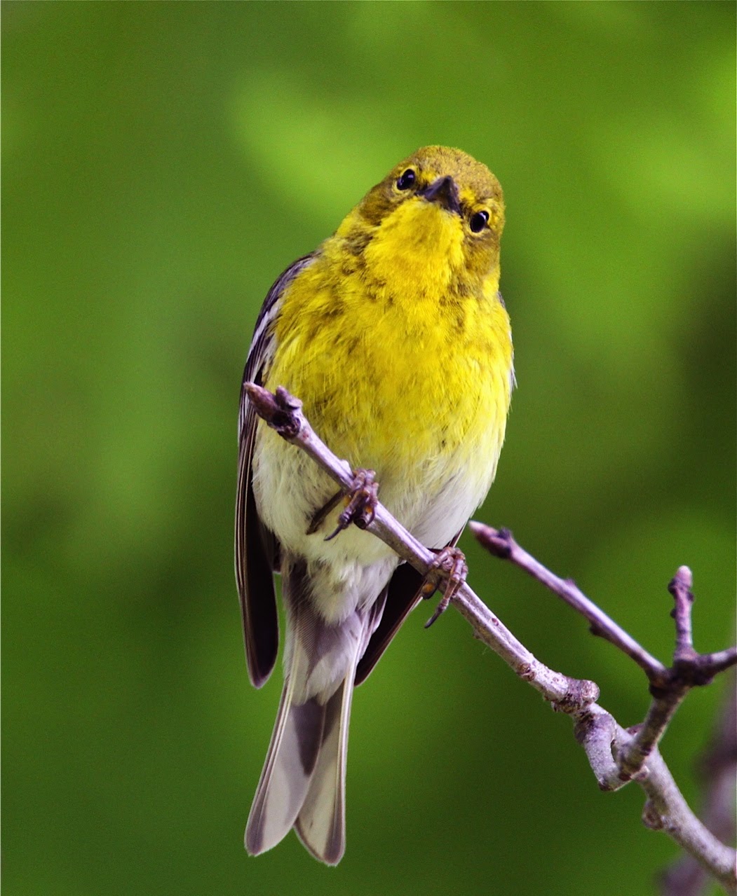 Downeast Audubon: Photos