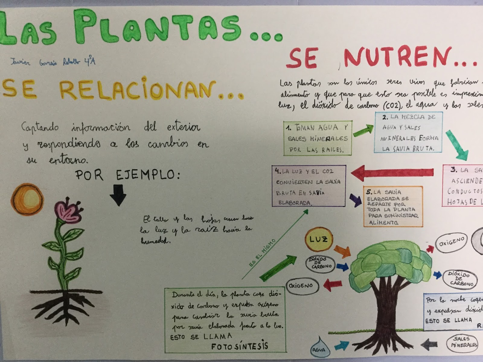 Tercero de Primaria: AMPLIACIÓN. LAS PLANTAS