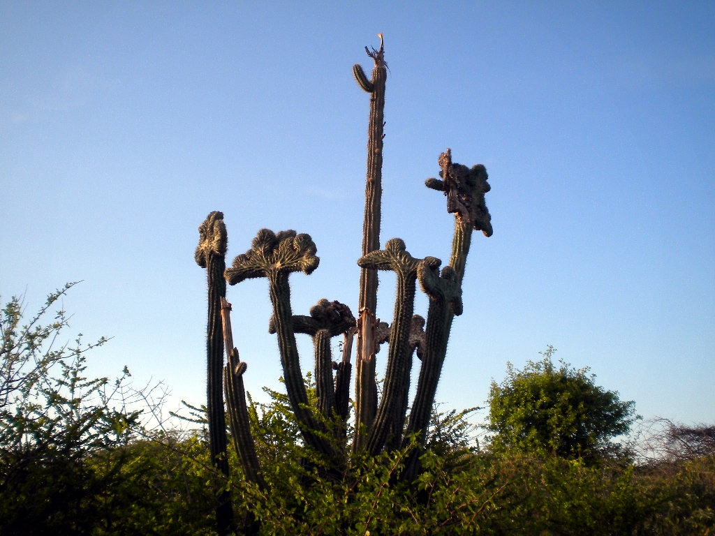 Hiking Curaçao - Flora and Fauna: Cacti of Curaçao