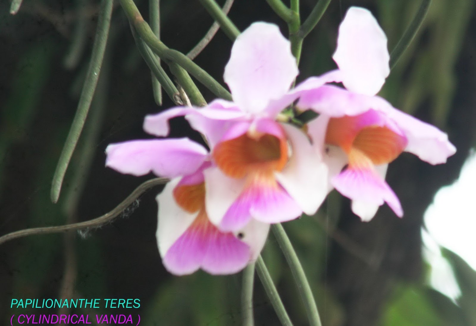 Flora Andhrika-Plant Wealth of Andhra Pradesh, India: Flora Andhrika ...