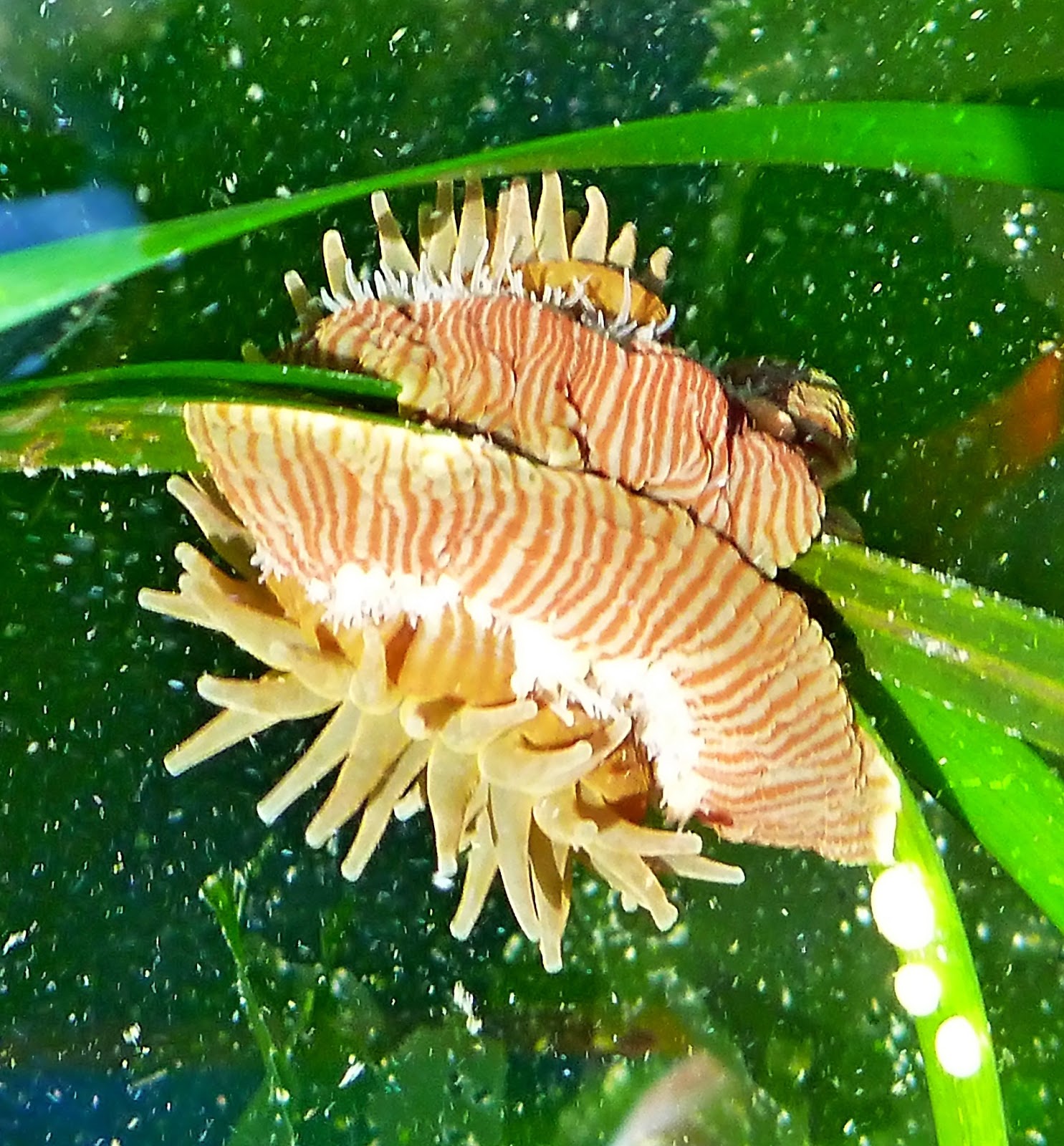 Buzz's Marine Life of Puget Sound: THE PROLIFERATING ANEMONE (BROODING ...