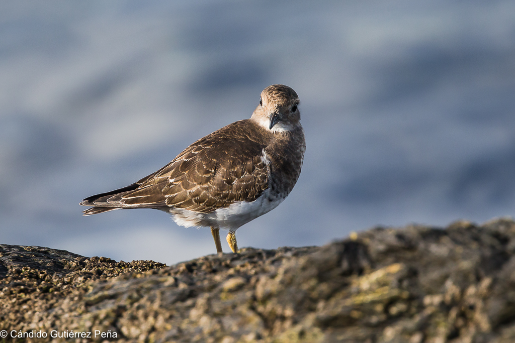 CHORLITO PECHO CANELA - Zonibyx Modestus | Observatorio de la Naturaleza