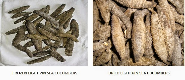 POSC Pacific Ocean Sea Cucumbers: PRODUCTS