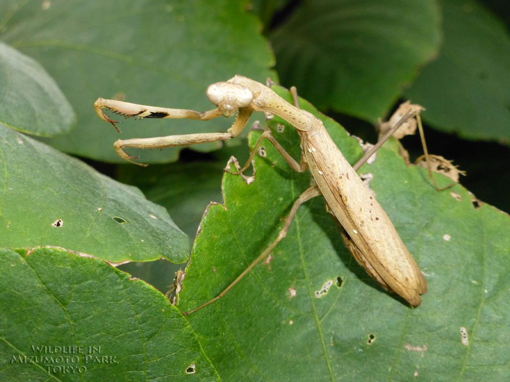 コカマキリ Asian Jumping Mantis-水元公園の生き物