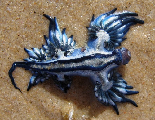Sea Slugs ~ Aquatic Animals