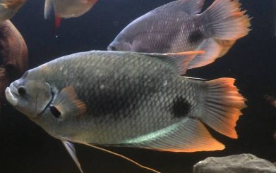 Jenis Jenis Ikan Gurame