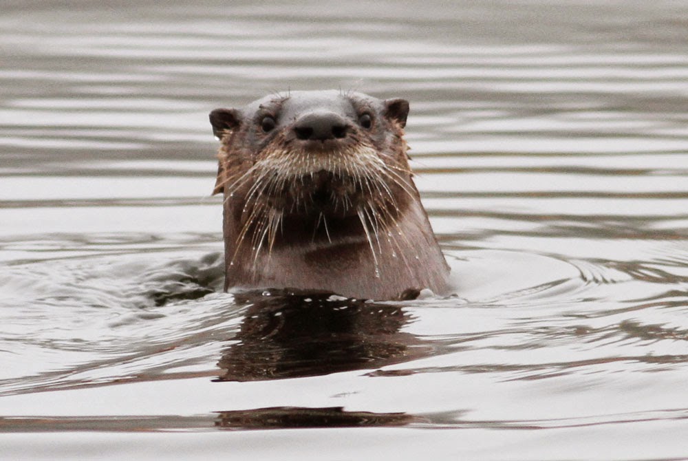 Pioneer Birding: MA - Otter morning 12/03