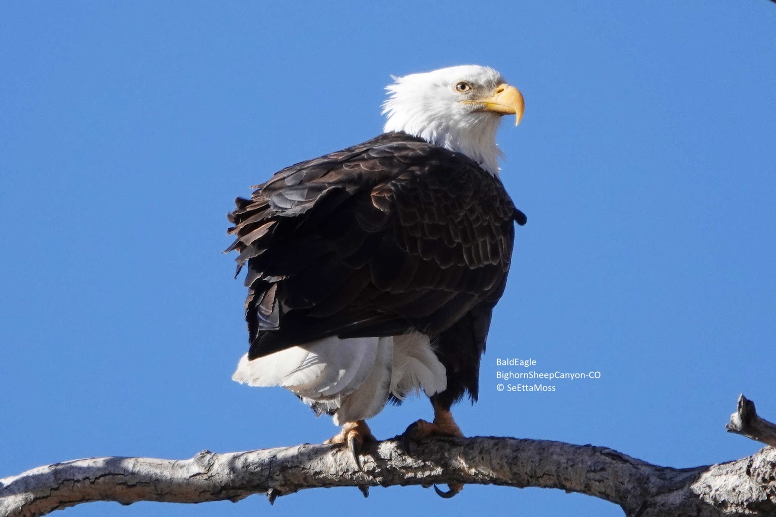 Bald Eagle in Bighorn Sheep Canyon