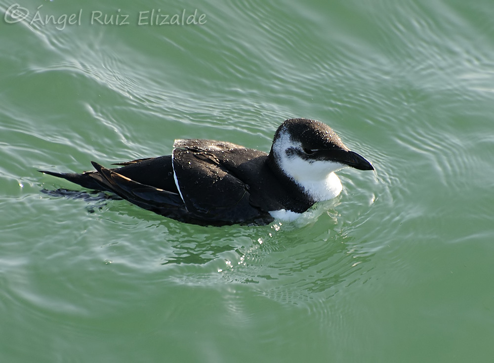 Aves de la Ría de Ajo: Pitorros y Éideres...