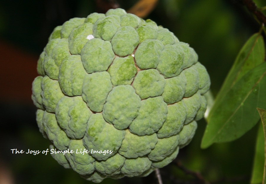 The Joys of Simple Life: Longing For My Tropical Home Sweet Home