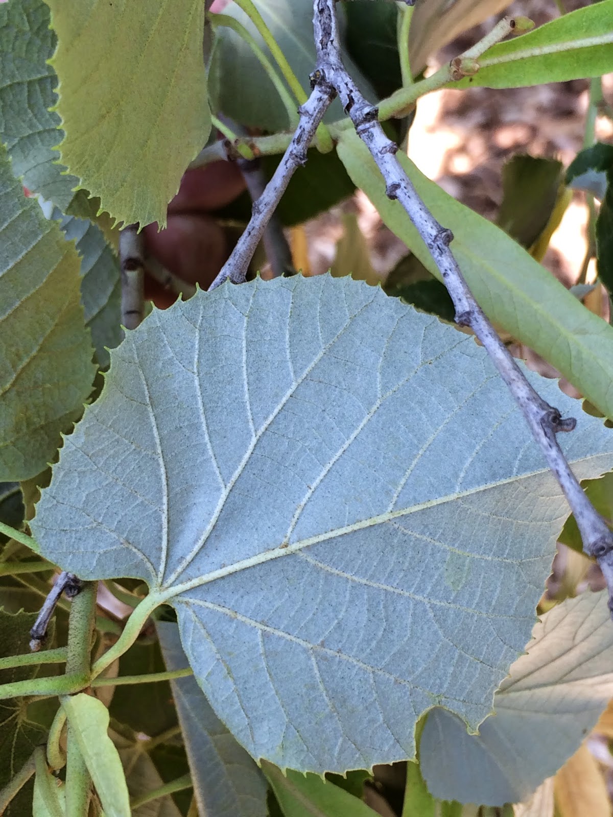 Trees of Santa Cruz County: Tilia tomentosa - Silver Linden
