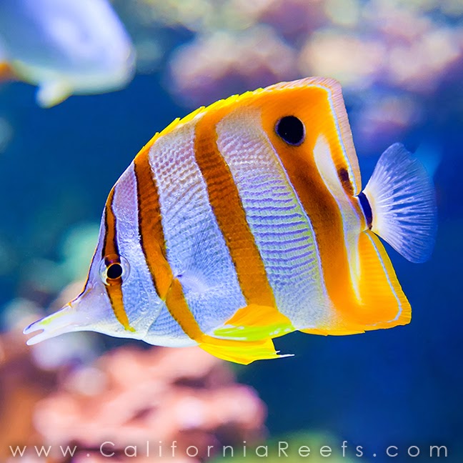 The Port of Indecision : Under the Sea! California Reefs Delivers