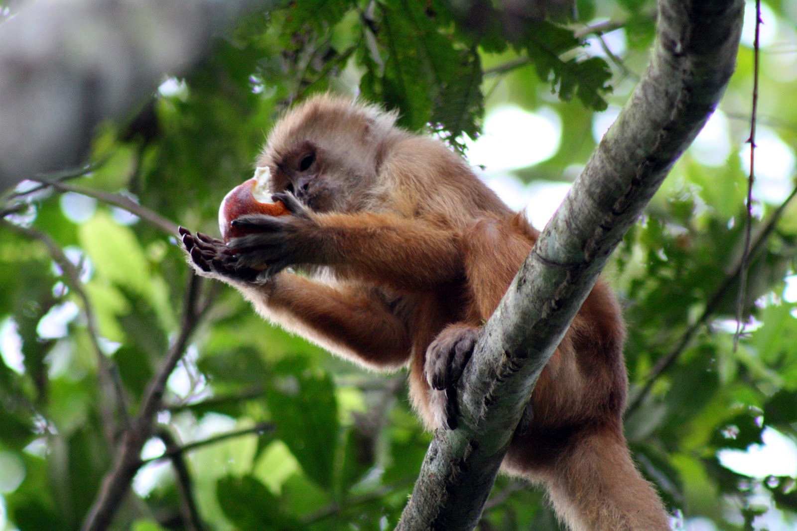 Adventures of an Adventurer: Tales from the Peruvian Amazon (Part 1 of 3)