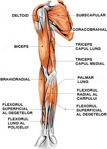 Sistemul Muscular: Grupele de muschi