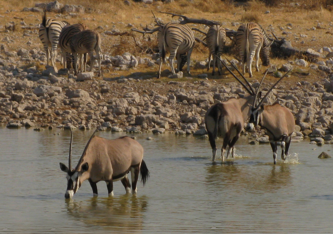 World Hold On. Jordi Valbuena's Photography and Travel blog: Mammals ...