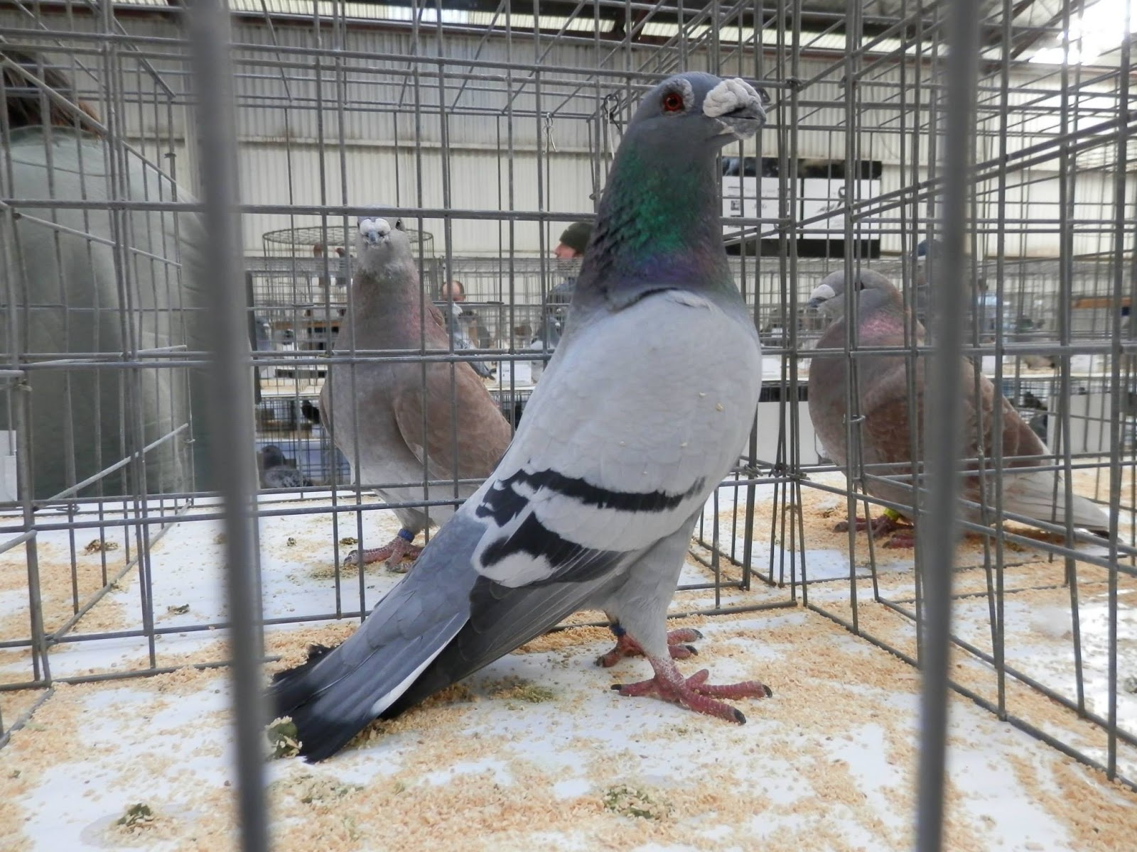 World of Pigeons and Doves: Dragoon Pigeon