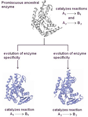 Sandwalk: Douglas Axe on Protein Evolution and Magic Numbers