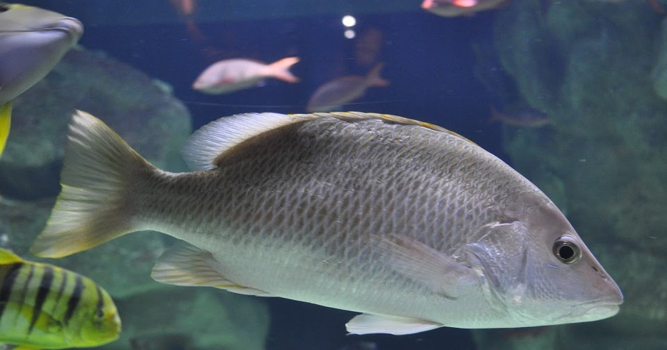 ZOOTOGRAFIANDO (6.100 ANIMALS): PARGO AMARILLO / YELLOW SNAPPER ...