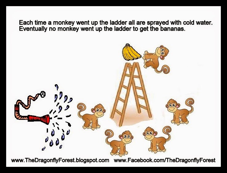 The Dragonfly Forest: What the 5 Monkey story can teach you about INSIGHT!